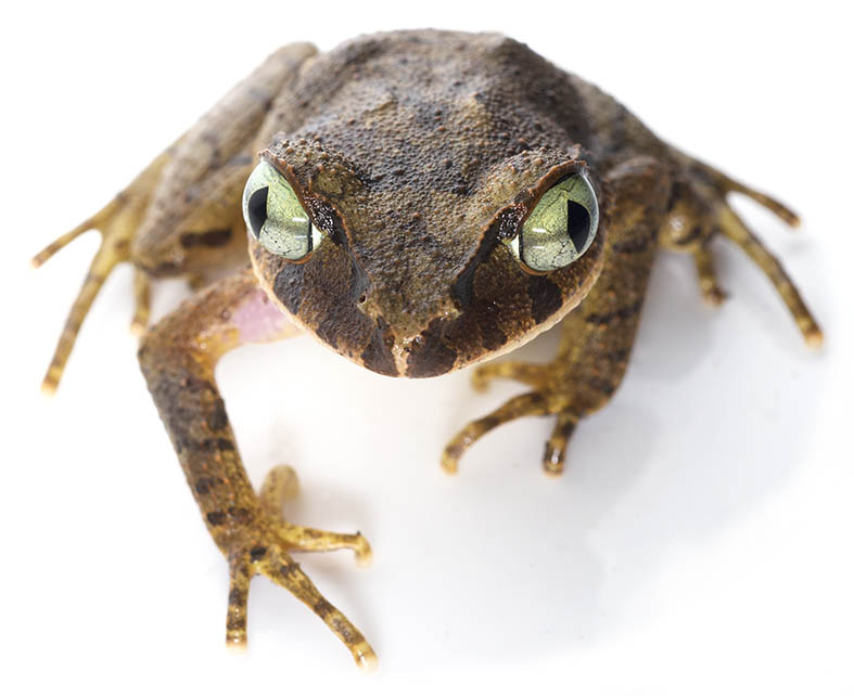 Jodi Rowley – amphibian biologist