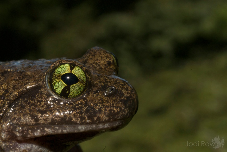 Paa sp., Yunnan, China – Jodi Rowley