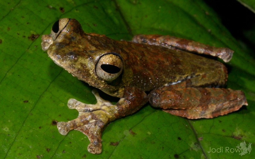 Rhacophorus exechopygus – Jodi Rowley