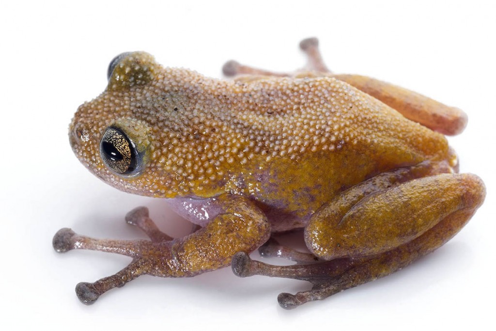 media – Jodi Rowley