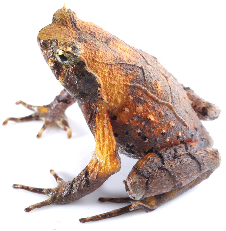 publications – Jodi Rowley