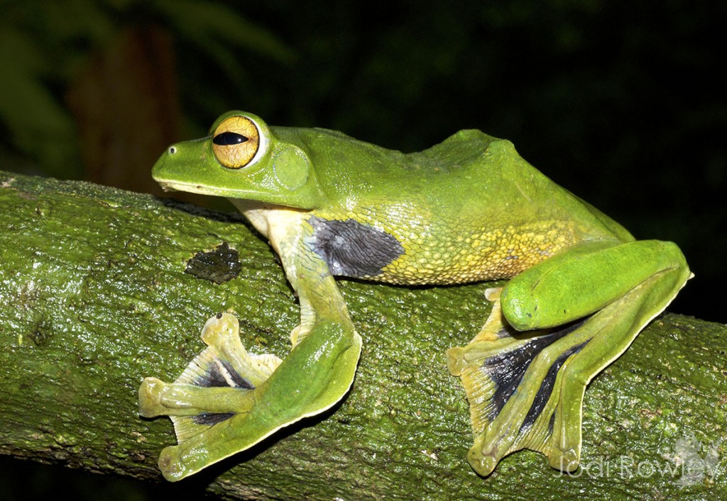 the frogs – Dr Jodi Rowley