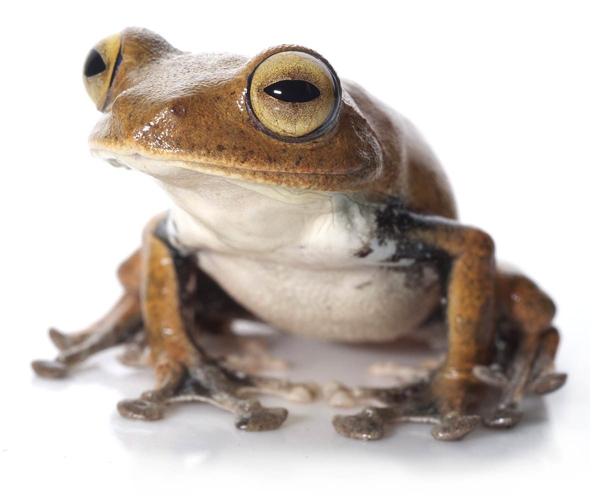 media – Jodi Rowley