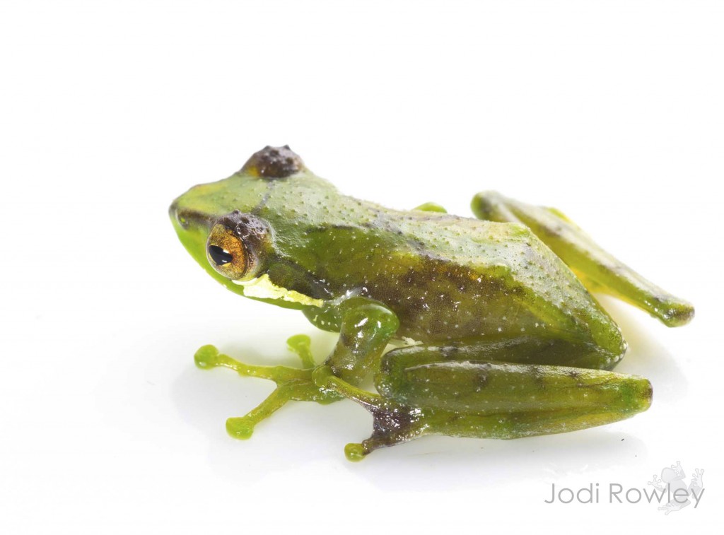 Gracixalus gracilipes – Jodi Rowley