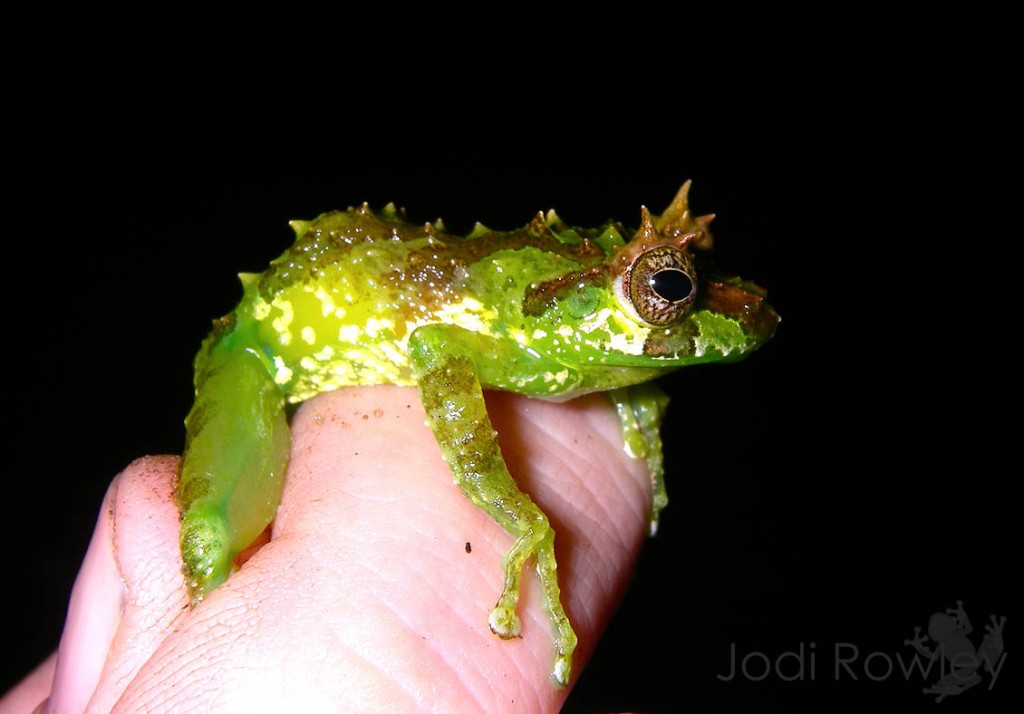 Gracixalus supercornutus – Jodi Rowley