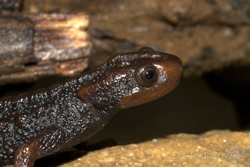 Tylototriton verrucosus – Jodi Rowley