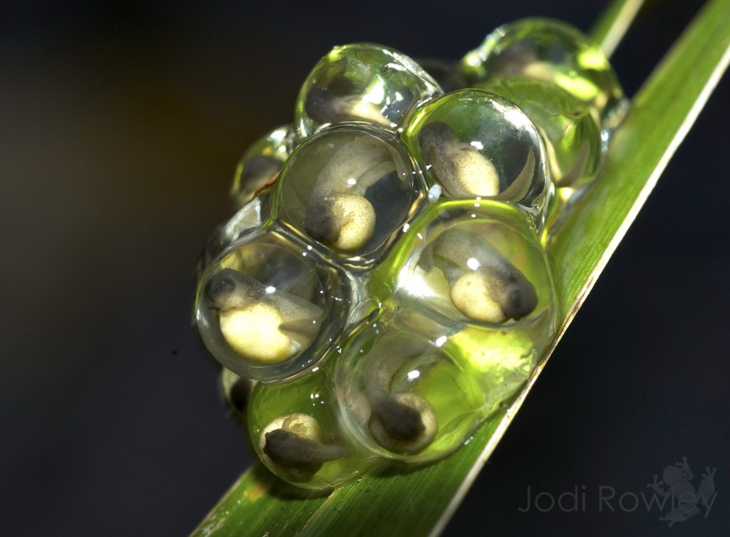 Feihyla palpebralis eggs – Jodi Rowley