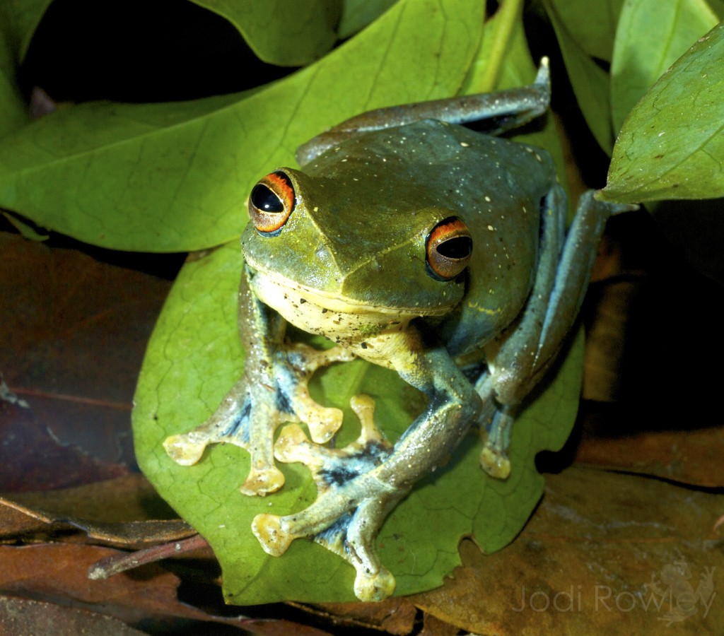 Rhacophorus calcaneus – Jodi Rowley
