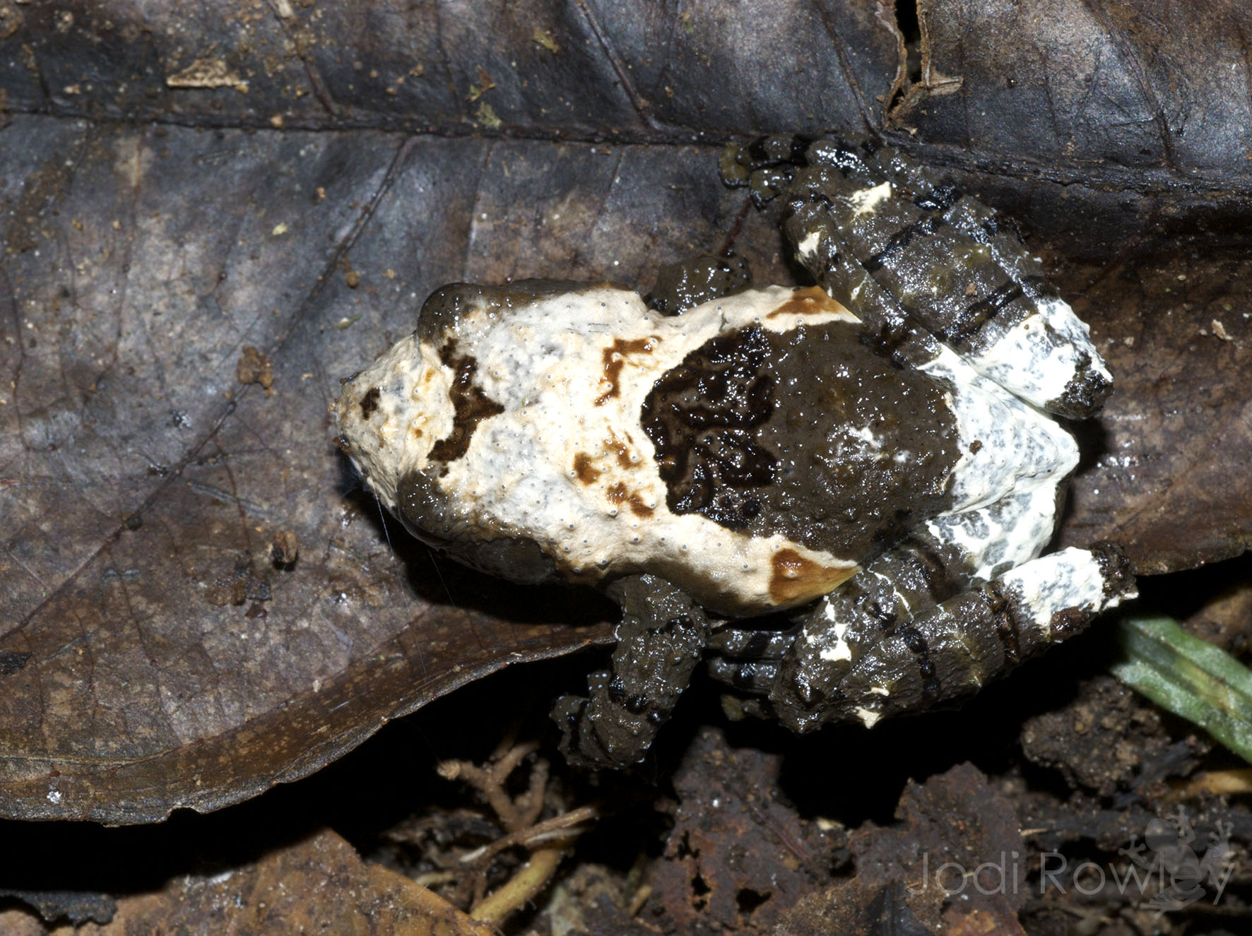 Theloderma asperum – Jodi Rowley