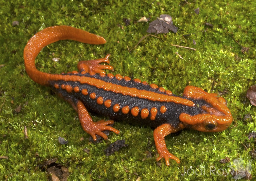 Conserving Asian newts could save the world’s salamanders – Jodi Rowley