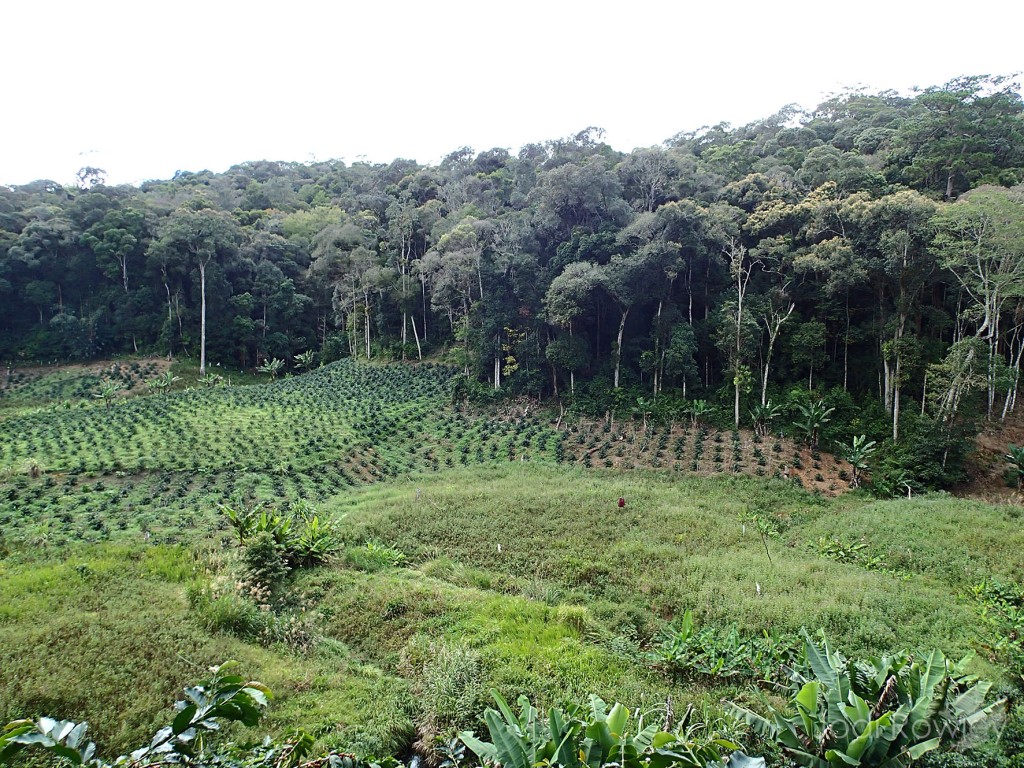Lam Dong Province, Vietnam – Dr Jodi Rowley