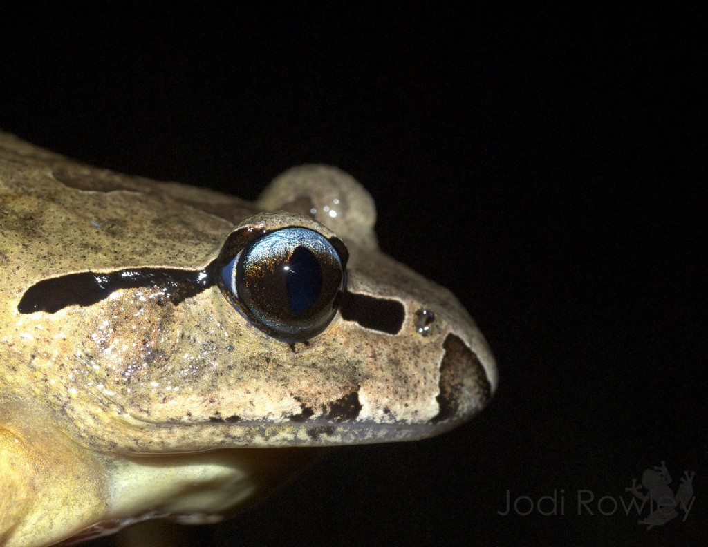 Mixophyes balbus – Dr Jodi Rowley