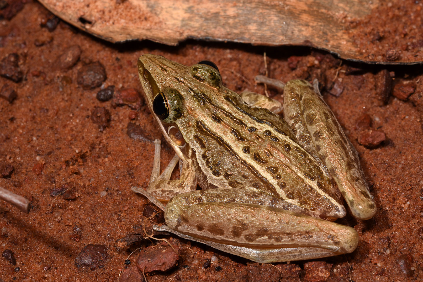 Litoria nasuta – Dr Jodi Rowley