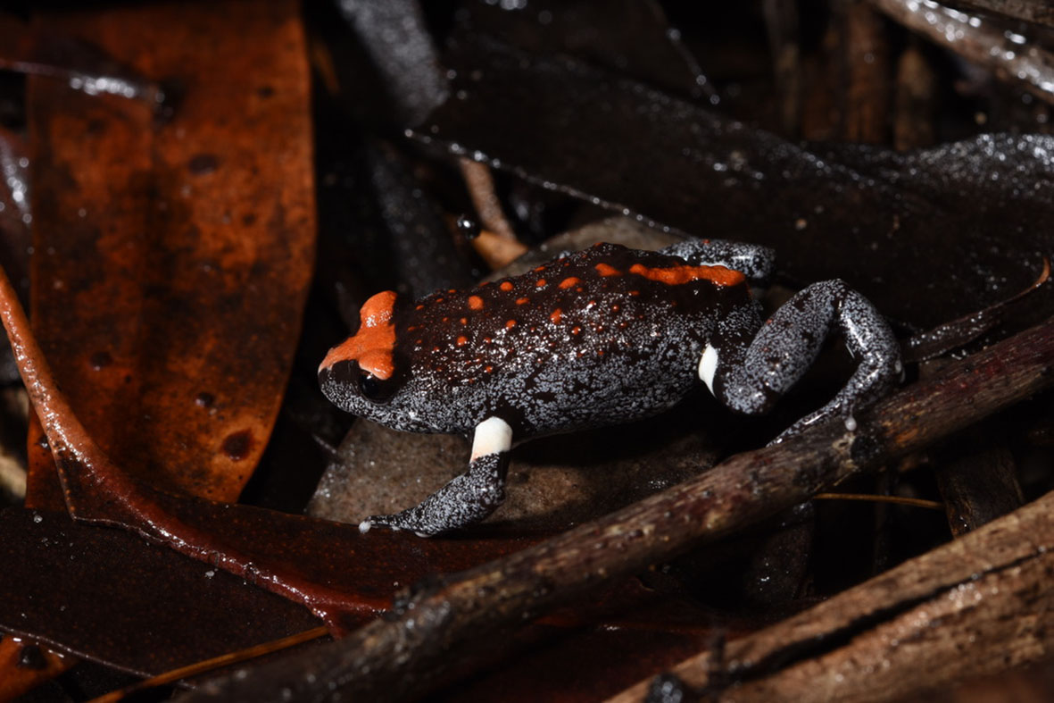 Dr Jodi Rowley – amphibian biologist